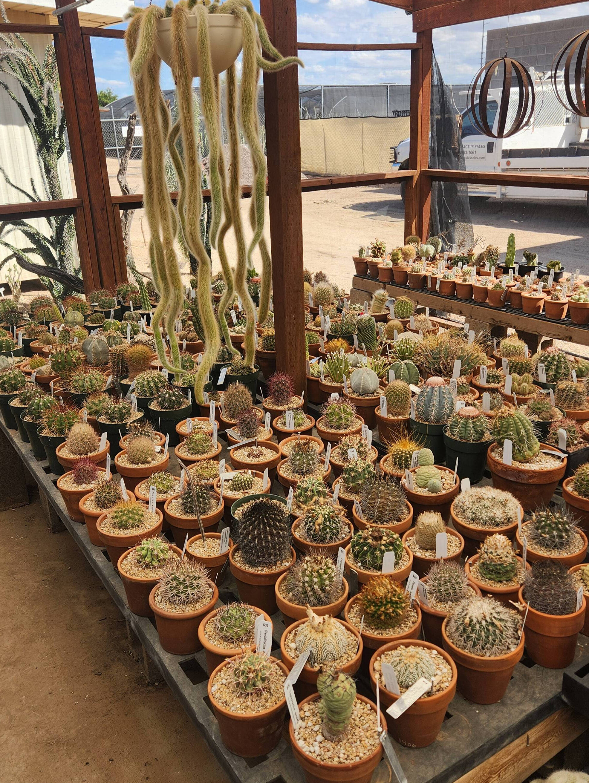 Home | Arizona Cactus Sales